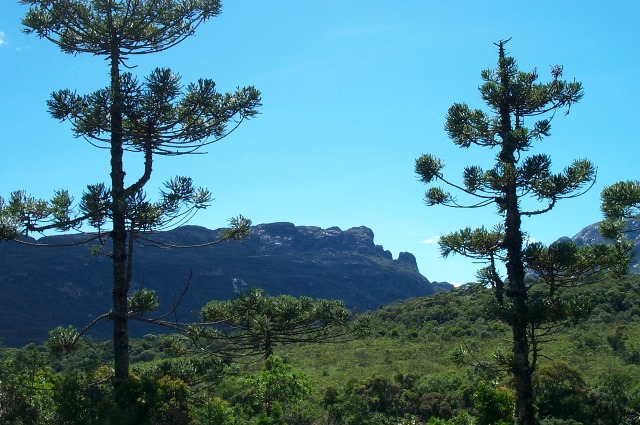 Pinheiros | Santuário do Caraça